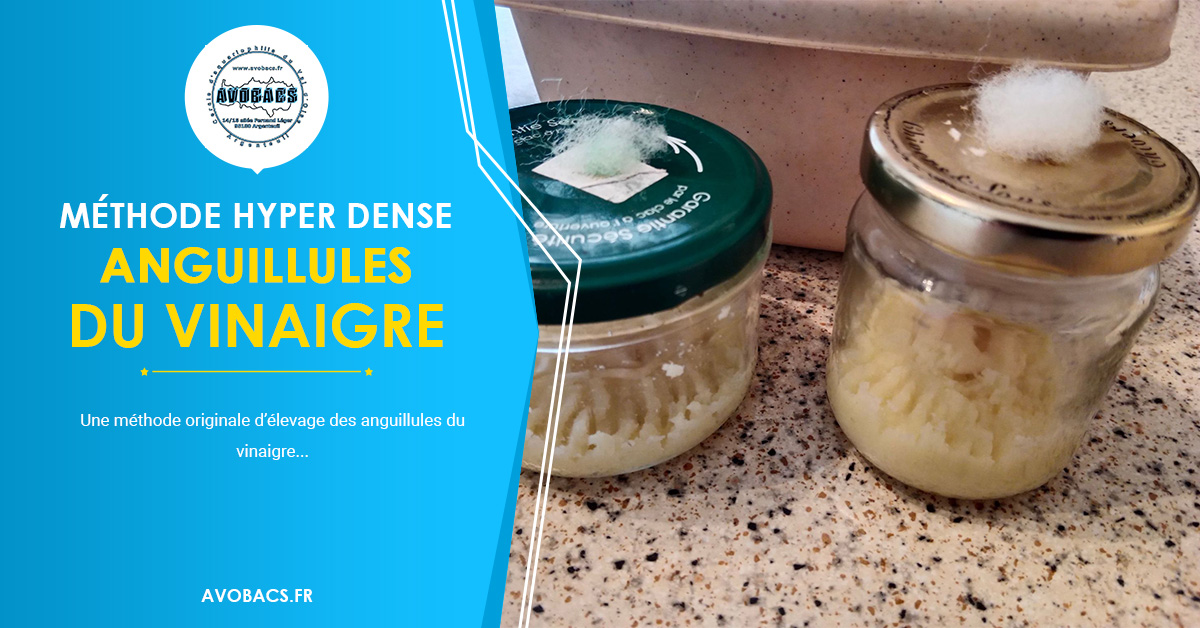 Culture HD (Hyper Dense) de l'anguillules du vinaigre